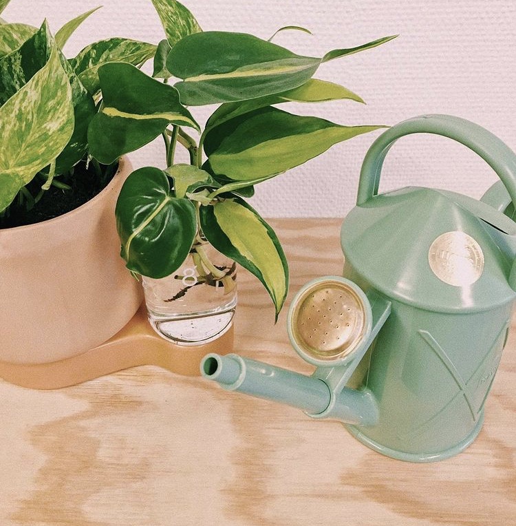 Greenfinity - Merken | showUP